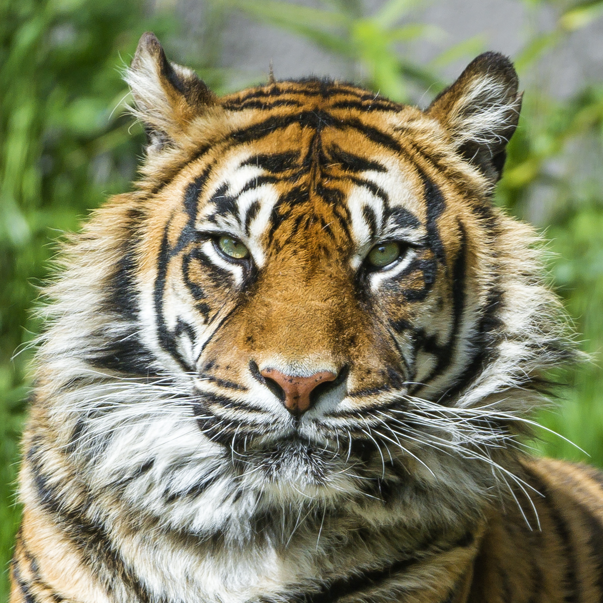 Tiger Press Consumer Products – Tiger Press